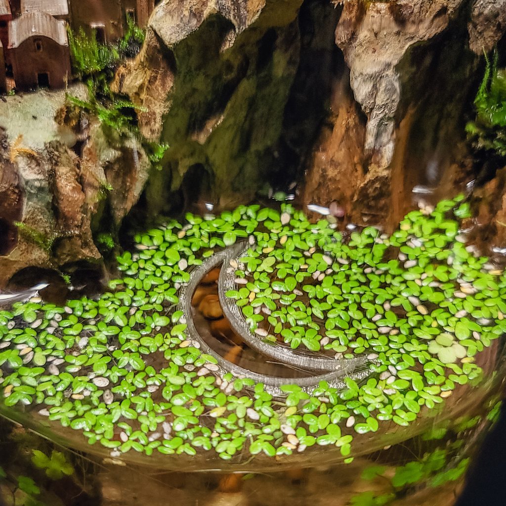 Moon Fish Portal Feeding Ring - Aquarium Decor | Bantam.Earth