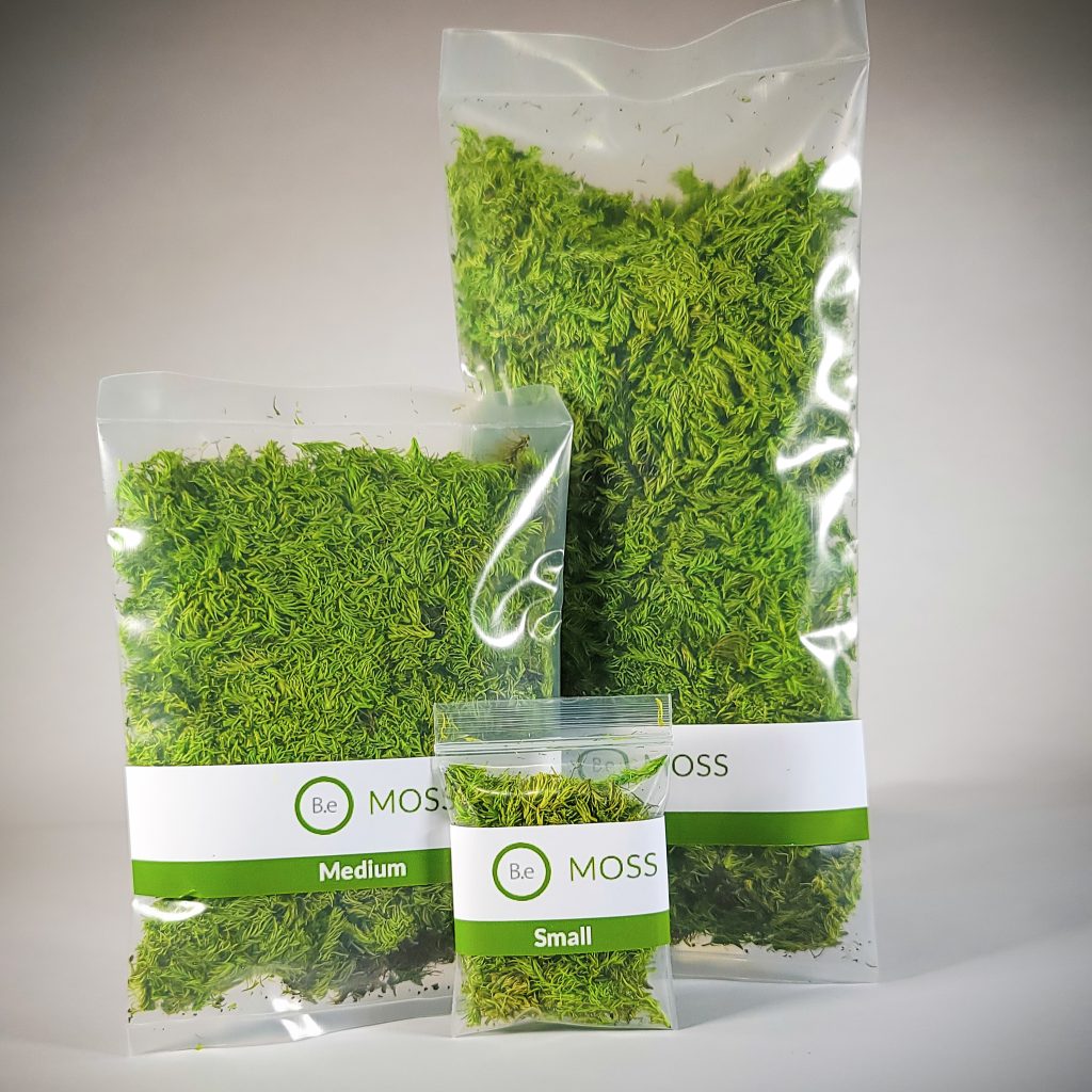 Preserved Moss For Terrariums & Paludariums | Shop Bantam.Earth