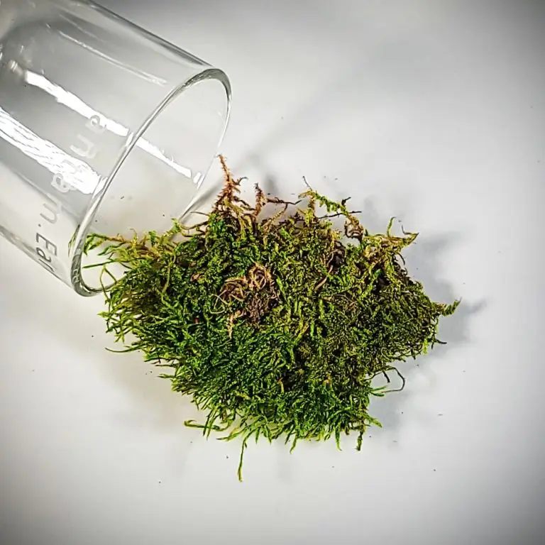 Preserved Moss For Terrariums & Paludariums | Shop Bantam.Earth