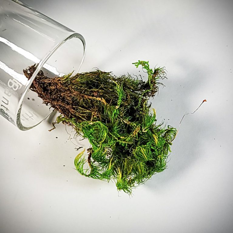 Preserved Moss For Terrariums & Paludariums | Shop Bantam.Earth