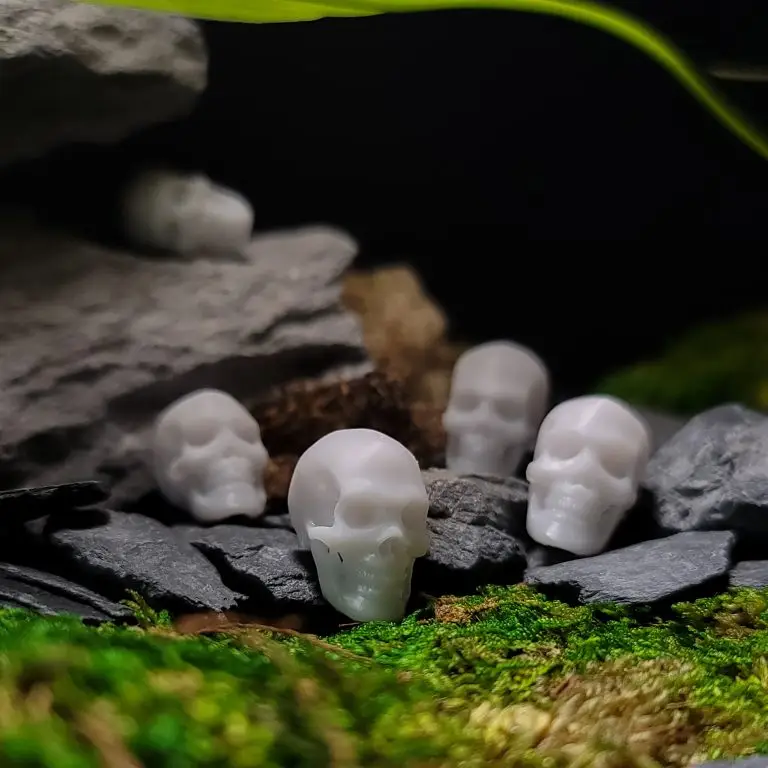 Skull Terrarium: Complete Kits, Decoration, & How-To Guides
