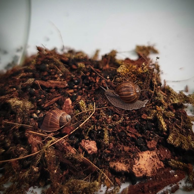 Customizable Land Snail Enclosure Kit | Bantam-V2 Gastro 2