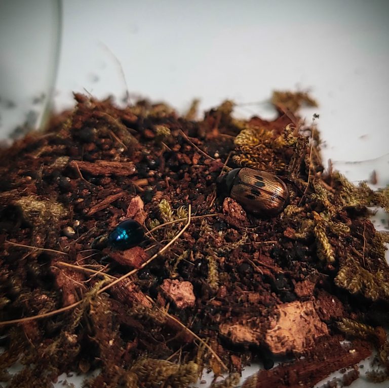 Customizable Beetle Enclosure Kit | Bantam-V2 Cocci 2 Series