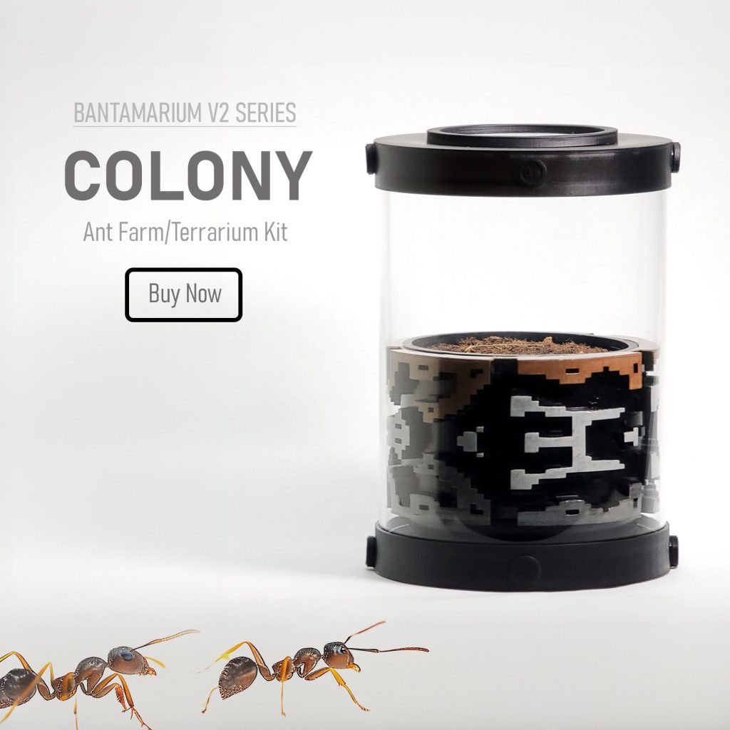 Expandable Ant Terrarium Kit | Bantam-V2 Colony Series