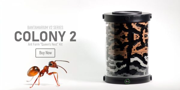 Expandable Ant Farm Kits for Ant Keeping | Bantam V2 Series