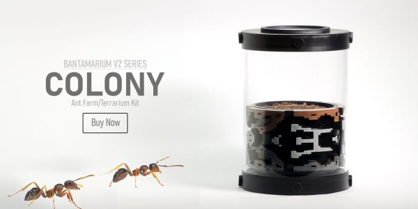 Expandable Ant Farm Kits for Ant Keeping | Bantam V2 Series