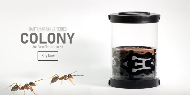 Expandable Ant Farm Kits for Ant Keeping | Bantam V2 Series